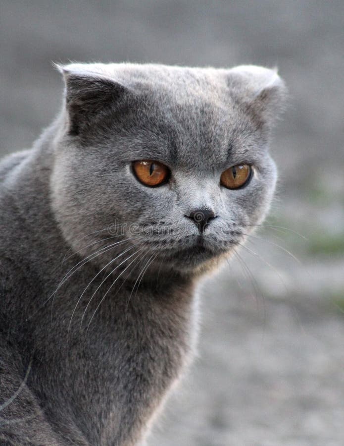 Portrait of a British cat stock image. Image of kitty - 113487191