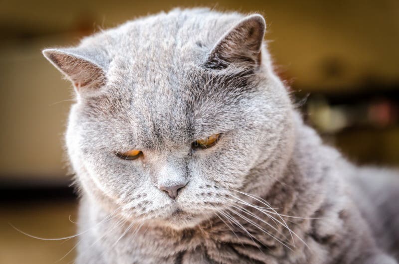 Portrait of british cat stock photo. Image of drowsy - 43310264