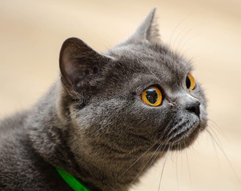 Portrait of british cat stock photo. Image of closeup - 128046560