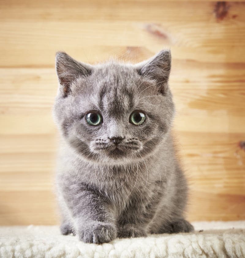 Portrait of british kitten stock photo. Image of shorthair - 55960574