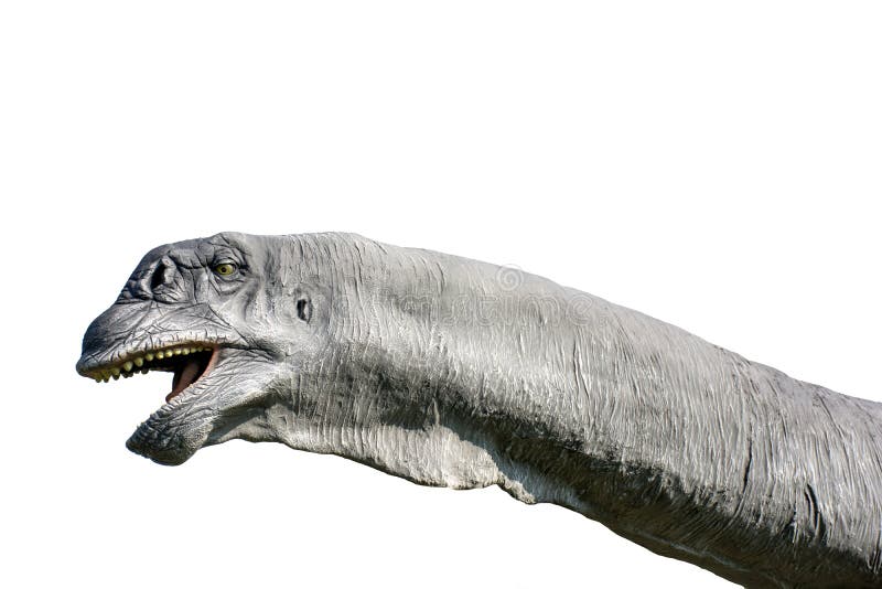 Brontosaurus Isolated on White Background Stock Photo - Image of ...