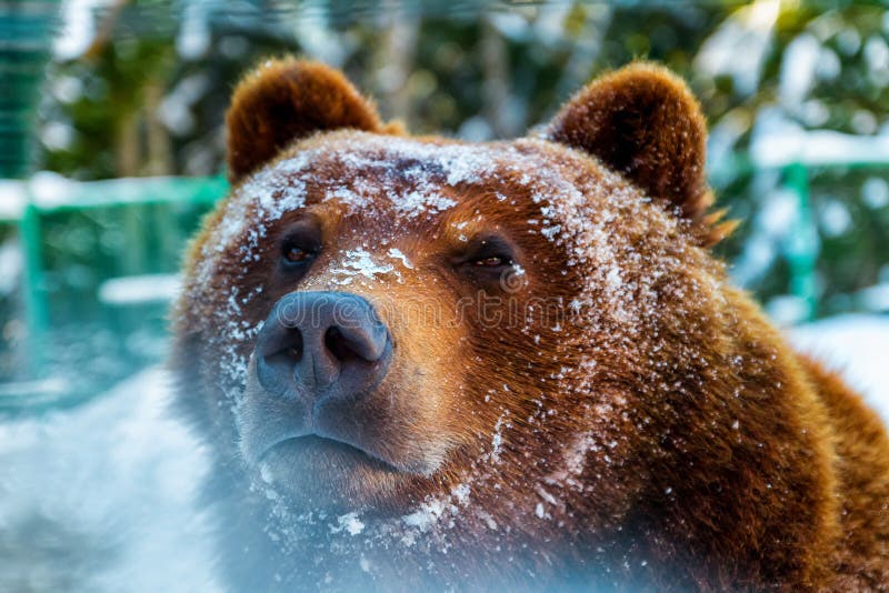 Portrait of a Brown Bear Awake in Winter Stock Image - Image of fauna ...