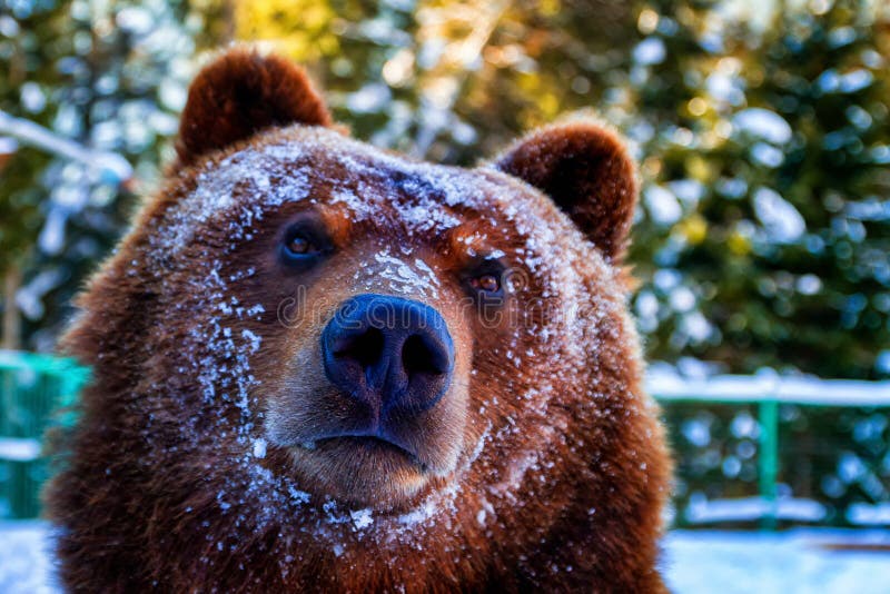 Portrait of a Brown Bear Awake in Winter Stock Photo - Image of ursus ...