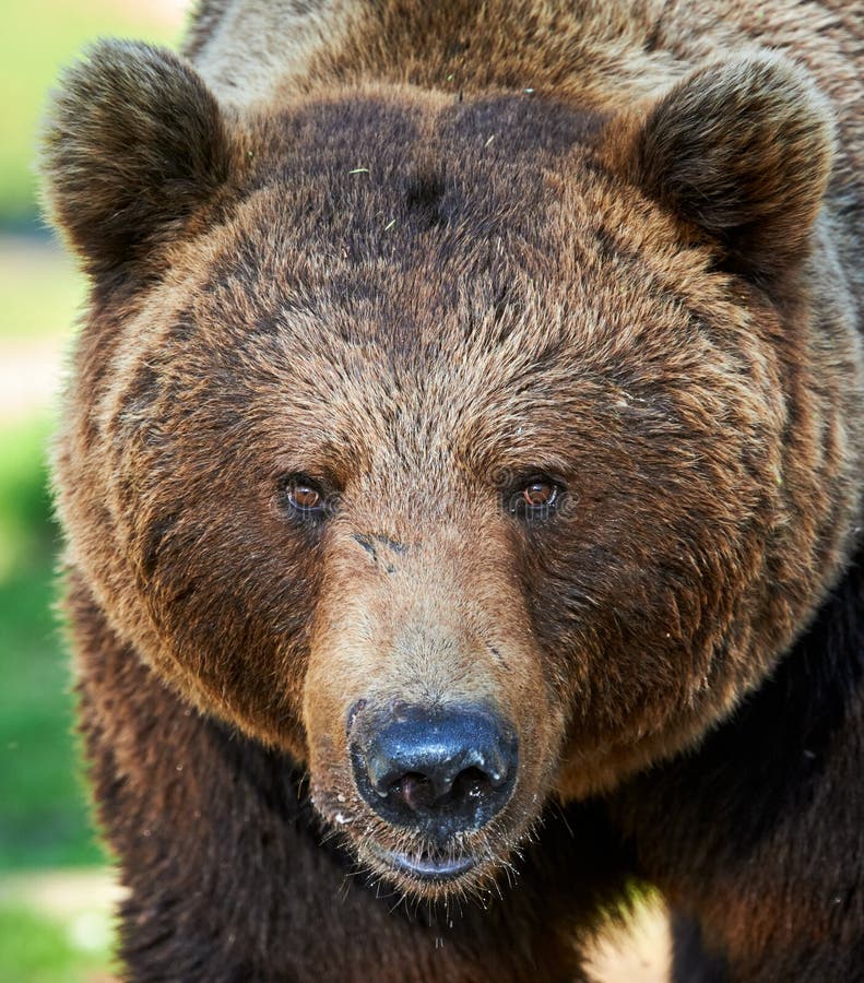 Portrait of brown bear stock image. Image of finland - 66053383