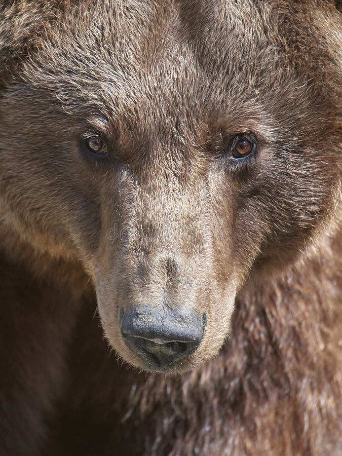 Portrait of a brown bear stock photo. Image of wildlife - 66999330