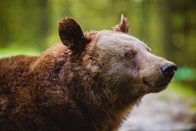 Portrait of Brown Bear stock photo. Image of wildlife - 107798076