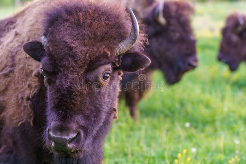 Portrait of a Brown Buffalo Stock Photo - Image of animal, natural ...