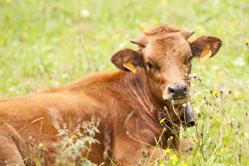 Calf with a Bell on the Neck Stock Photo - Image of grass, green: 232247672