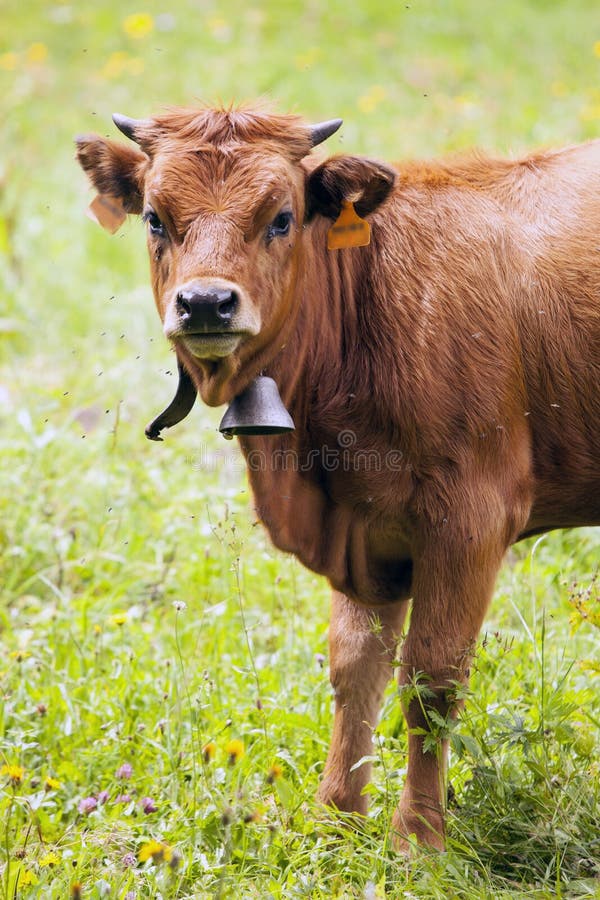 Calf with a Bell on the Neck Stock Photo - Image of grass, green: 232247672