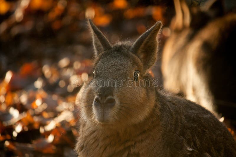 Portrait of Brown Capybara in Autumn Stock Photo - Image of herbivore ...