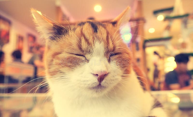 Portrait of Brown Cat Backgrounds Stock Image - Image of carnivore ...