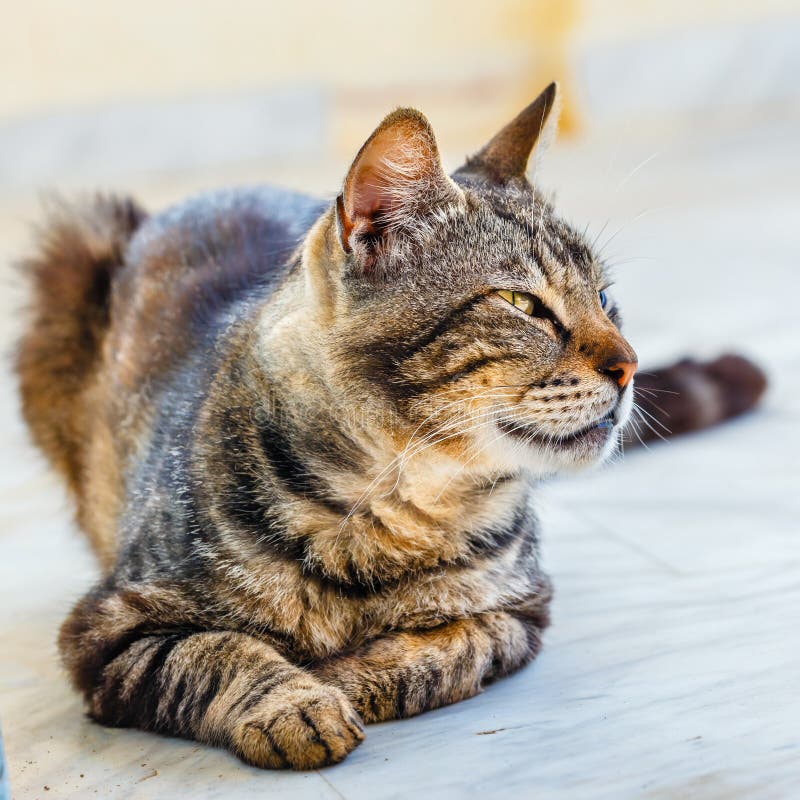 Portrait of brown cat stock photo. Image of crete, female - 95518500