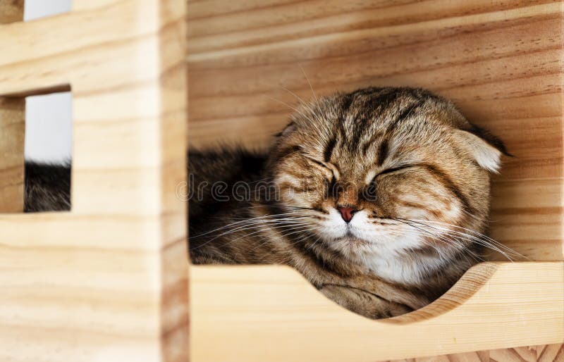 Portrait Brown Cat Sleeping in Cat Home Stock Image - Image of feline ...