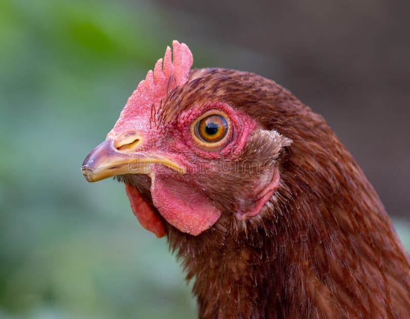 Portrait of Brown Chicken on a Farm, Outdoors Stock Image - Image of ...