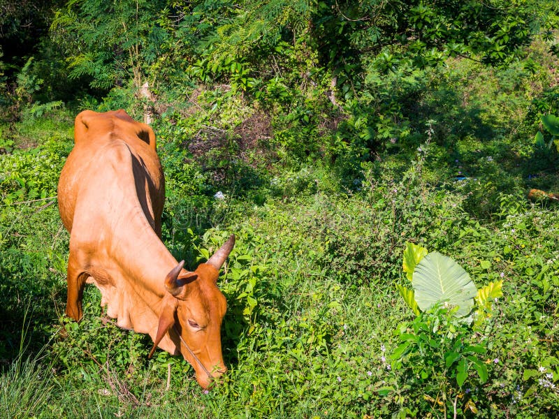Portrait of a Brown Cow that Eats Green Tree Branches Stock Photo ...