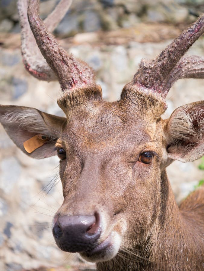 Portrait of a brown deer stock image. Image of wildlife - 39713549
