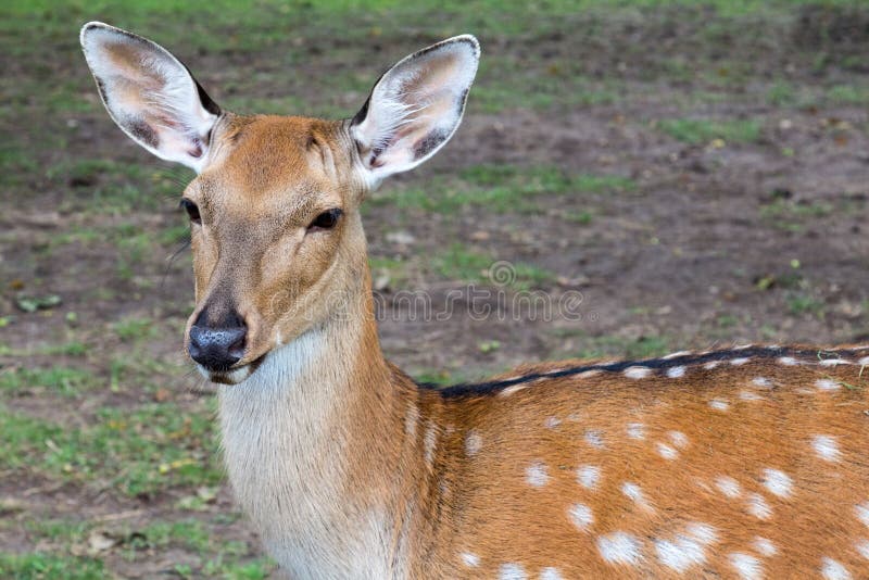 Portrait of brown deer stock image. Image of wildlife - 98571441