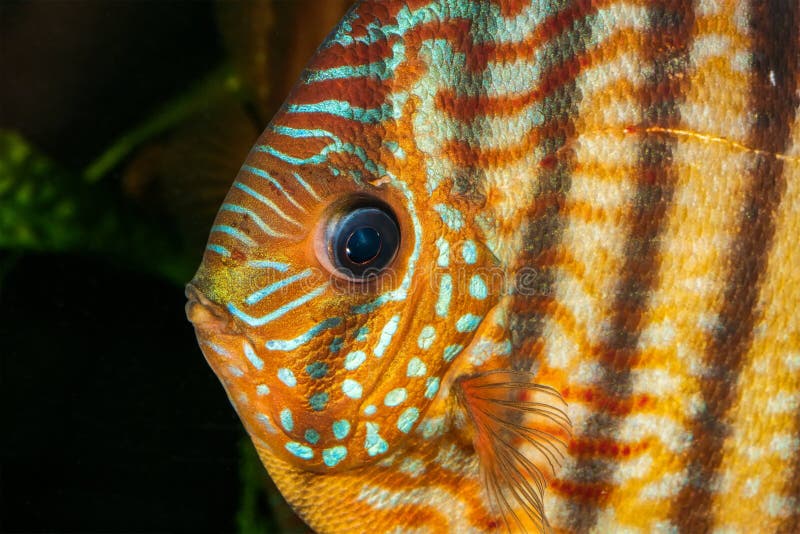 Portrait of Discus Fish Symphysodon Stock Photo - Image of dive, nature ...