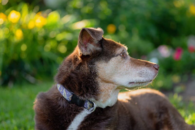 Portrait of brown dog stock photo. Image of mammal, breed - 149655984