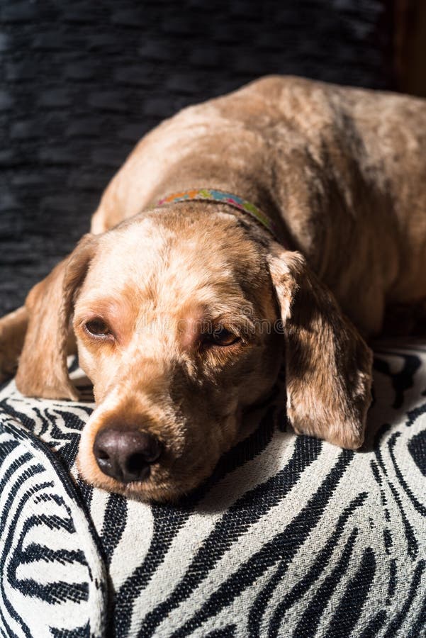 Portrait of a Brown Dog Lying Down Stock Image - Image of canine ...