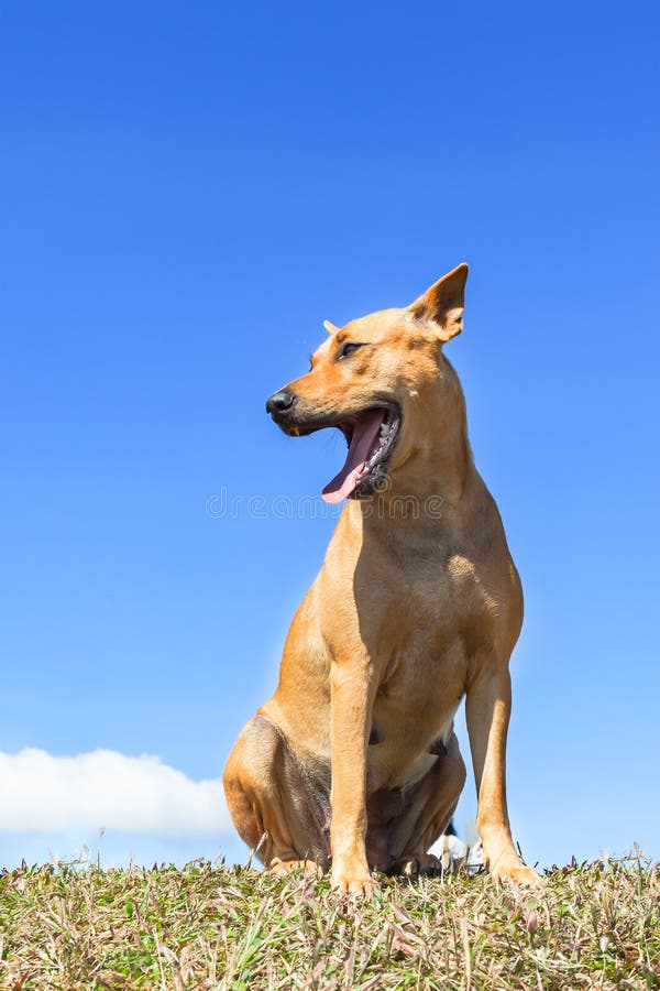 Portrait of Brown Dog Standing on Grass Field Stock Image - Image of ...