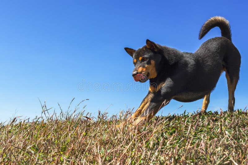 Portrait of Brown Dog Standing and Relaxing on Grass Field Stock Photo ...