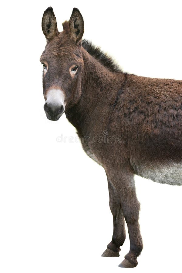 Portrait Brown Donkey Isolated on White Background Stock Photo - Image ...