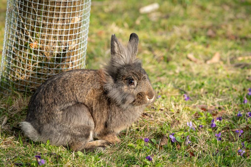 A Portrait of a Brown Dwarf Rabbit Stock Image - Image of favorite ...