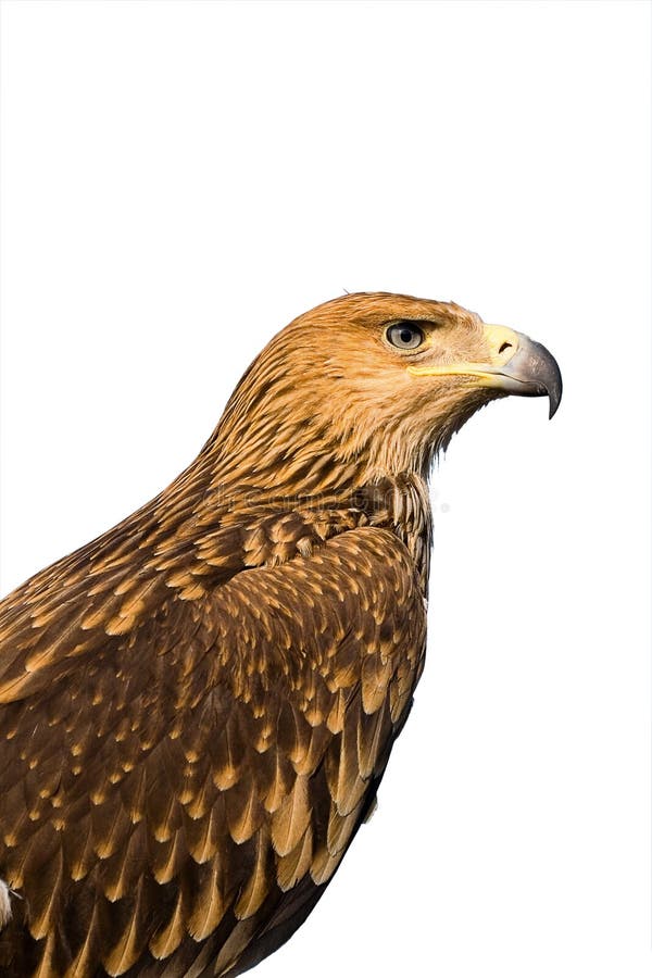 Portrait of a brown eagle stock image. Image of white - 9124761