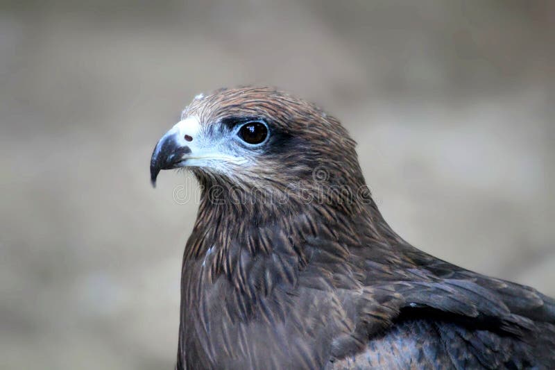Portrait of a Brown Eagle Bird of Prey with Sharp Beak and Focused Eyes ...