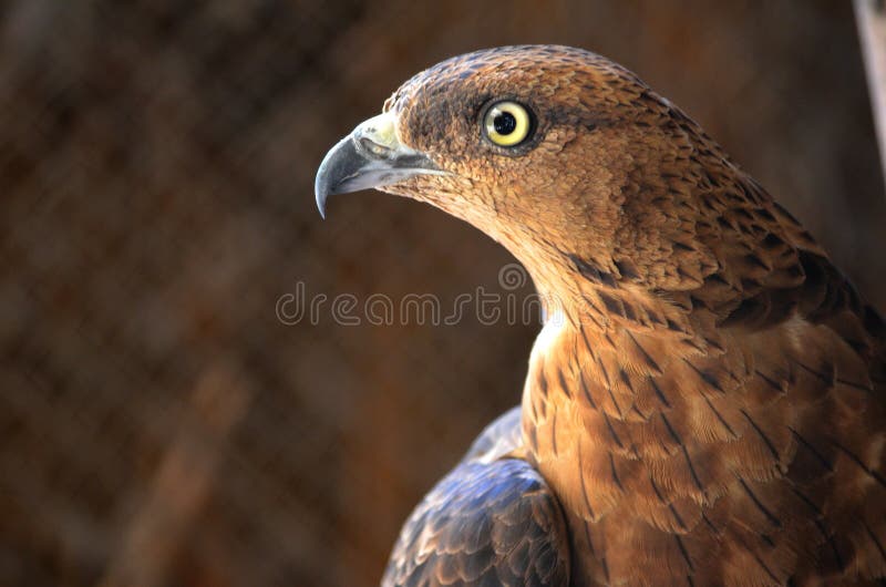 Portrait Brown Falcon stock photo. Image of beak, wildlife - 58855858
