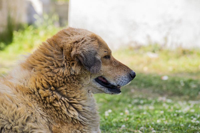 A Portrait of a Brown Fluffy Dog Looking Another Side Stock Photo ...