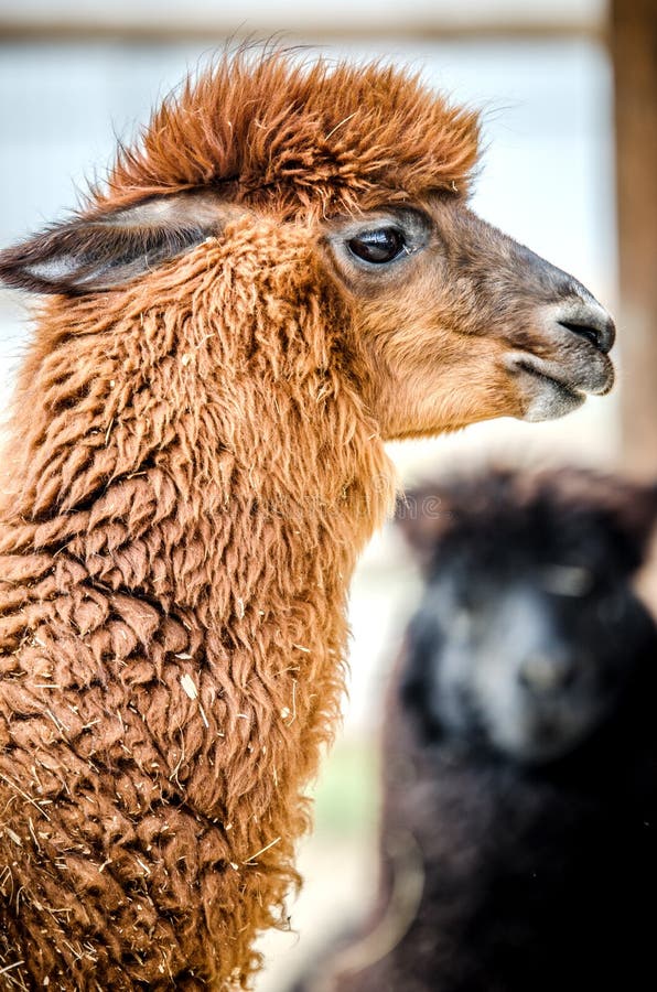 Brown llama portrait stock image. Image of glama, furry - 72033419