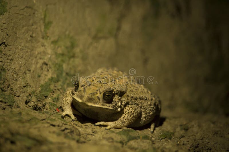 Portrait of a brown frog stock photo. Image of cute - 243520896