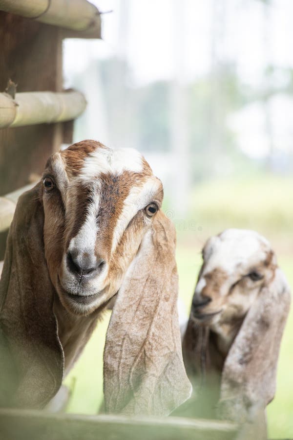 Portrait of a Brown Goat and Its Calf in a Cage with Sharp Eyes Stock ...