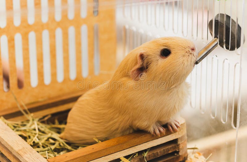 Portrait of Brown Guinea Pig Drinking a Cage. Stock Photo - Image of ...
