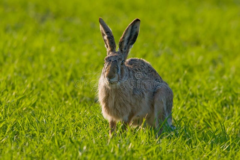 Brown hare portrait stock image. Image of green, animal - 32493683