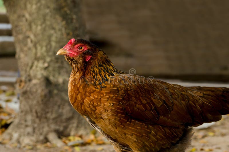 Portrait of Brown Hen Standing on Floor. Stock Photo - Image of food ...