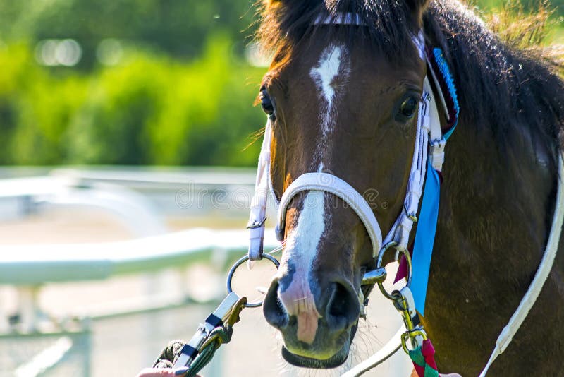 Veteran Brown Horse Stock Photos - Free & Royalty-Free Stock Photos ...