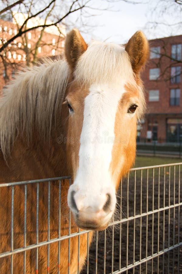 Brown Pony Picture. Image: 1935642