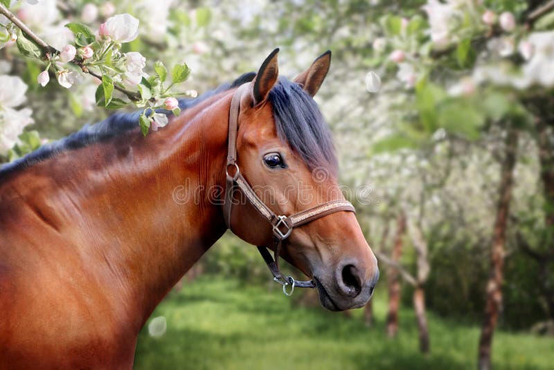 Horse in spring stock photo. Image of look, farm, happy - 125076068