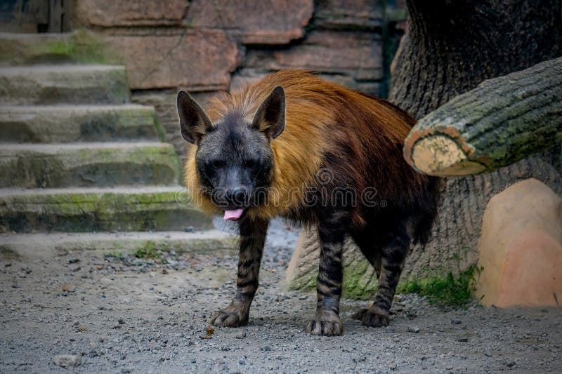 Portrait of Brown Hyna Staring into the Distance Stock Photo - Image of ...