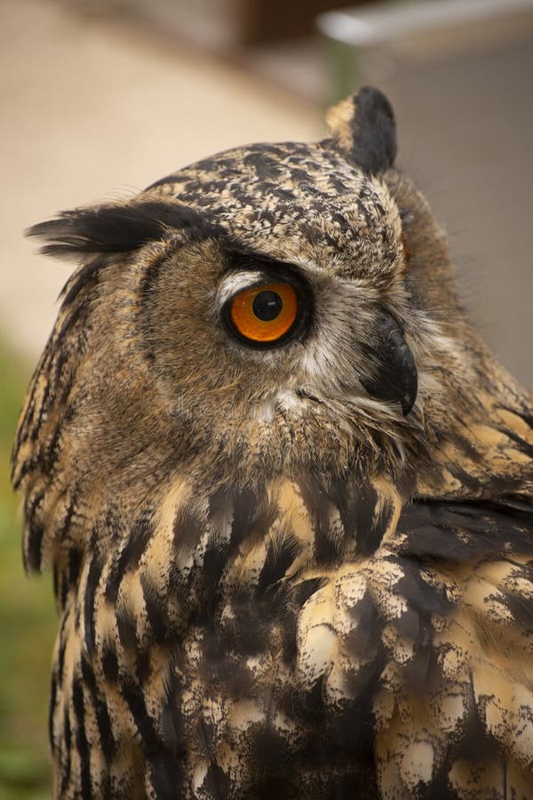 Portrait of an Eared Eurasian Eagle-owl Turning Its Head Stock Image ...