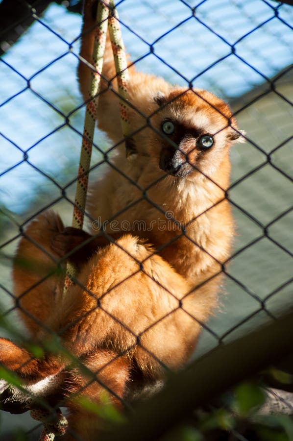 Sad Face Lemur Stock Photos - Free & Royalty-Free Stock Photos from ...