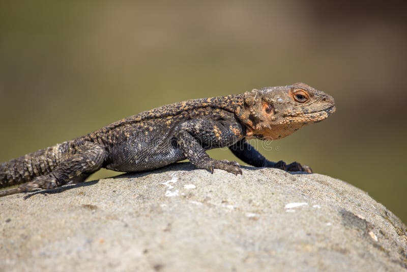 Portrait of Brown Lizard on the Rock, Georgia Stock Photo - Image of ...
