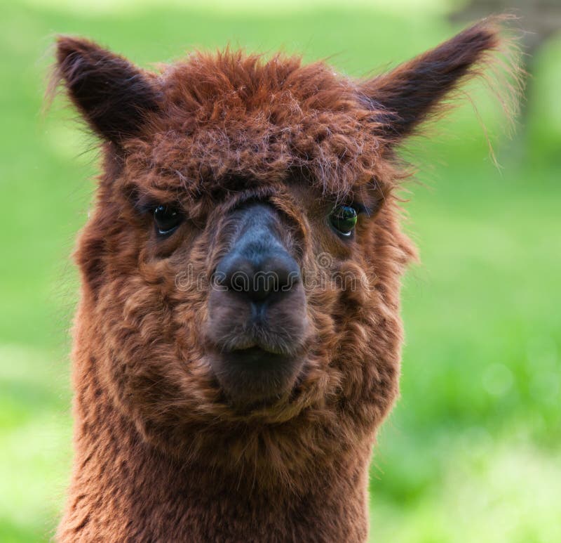 Portrait Of A Brown Llama (face) Stock Photo - Image of coat ...