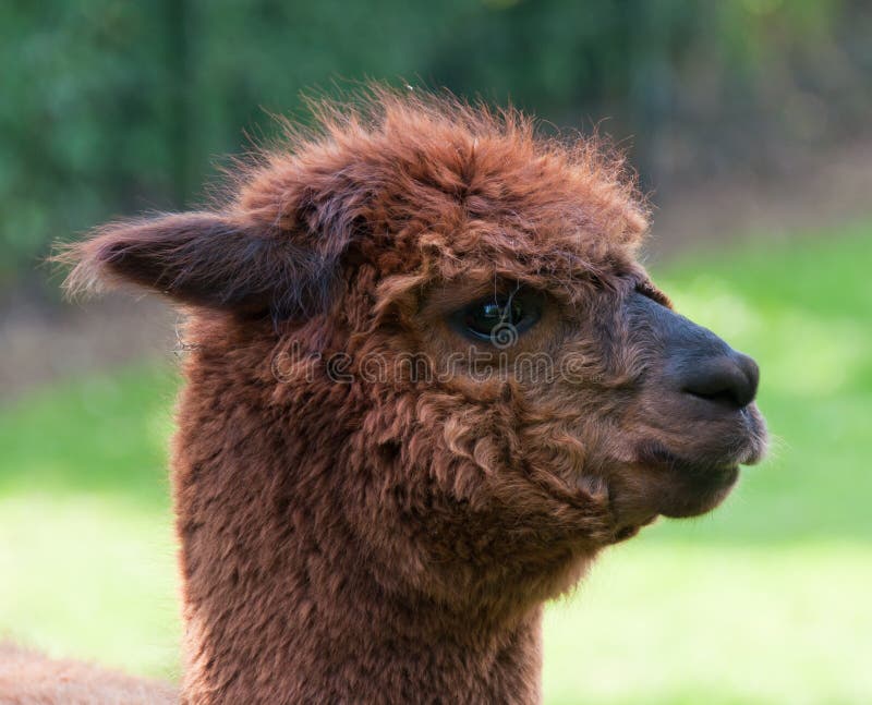 Portrait Of A Brown Llama (profile) Stock Image - Image of brown, cute ...