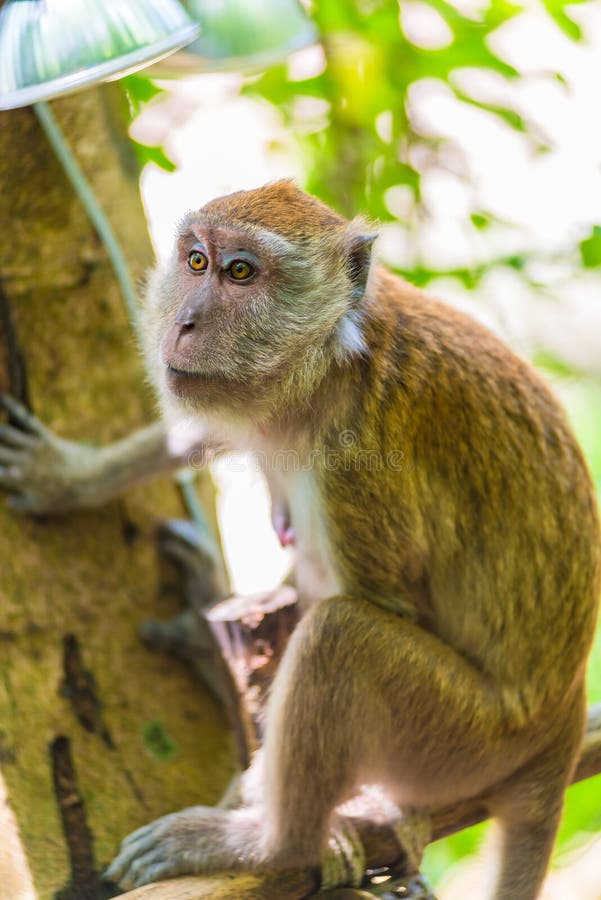 Portrait of a Brown Monkey with Sad Eyes Stock Image - Image of furry ...