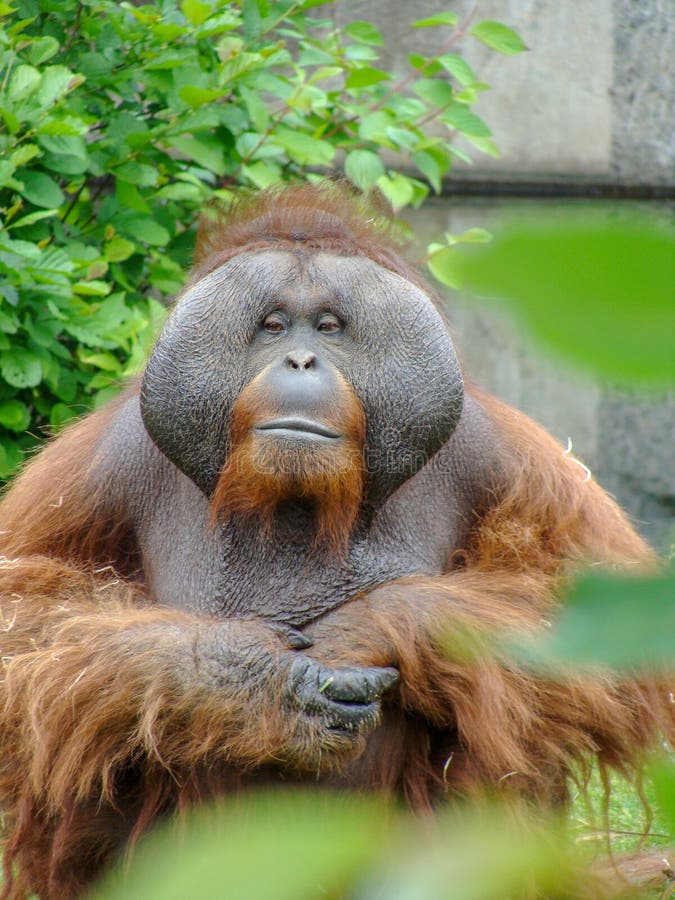 Portrait of a brown monkey stock image. Image of primate - 172365495