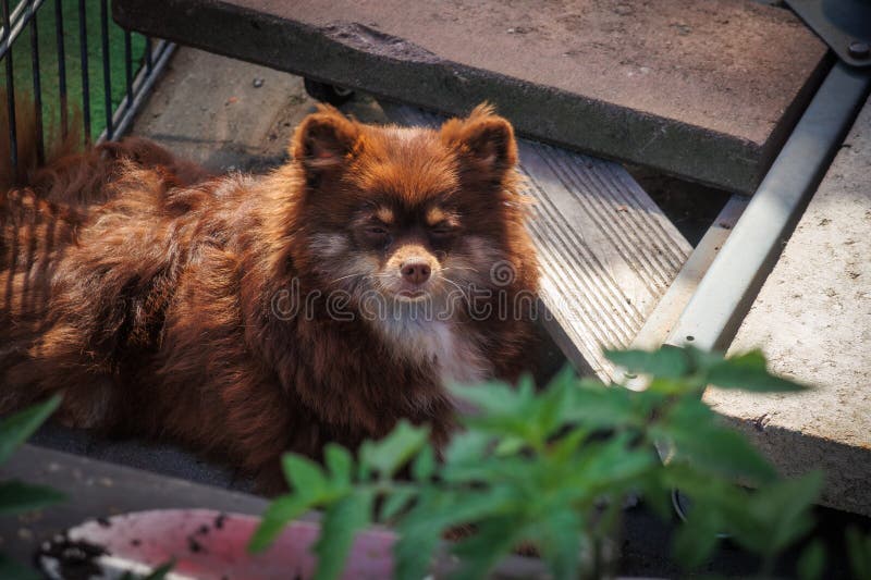 Portrait of a Brown Pomeranian Dwarf Spitz Dog Stock Image - Image of ...